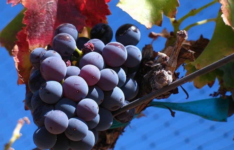 7 datos para conocer todo sobre la Garnacha - Revista Sommelier